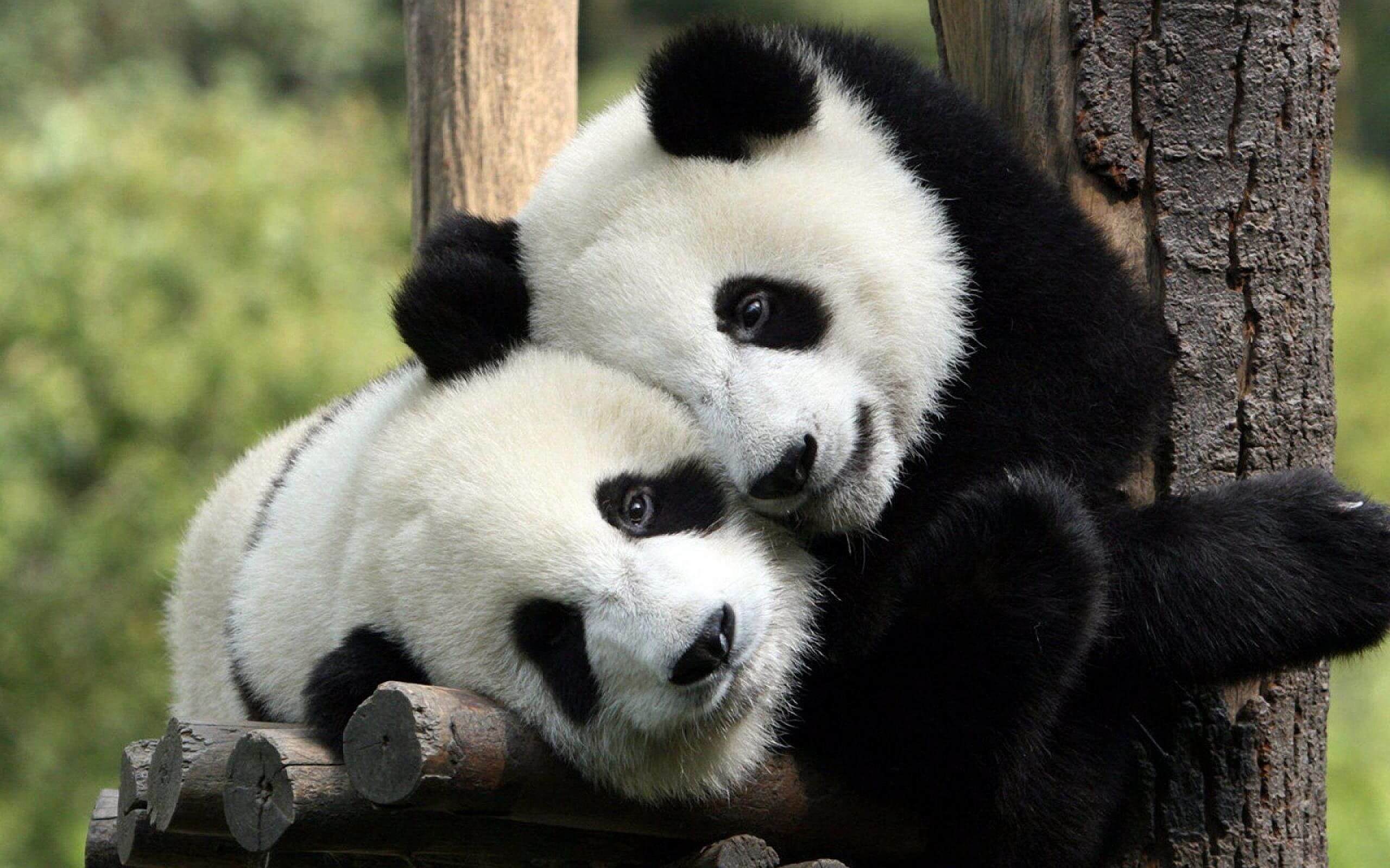 Como Importar Arquivos CSV No Pandas Python 